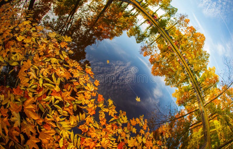 Autumn Leaves on the Water. Autumn Landscape Stock Image - Image of ...