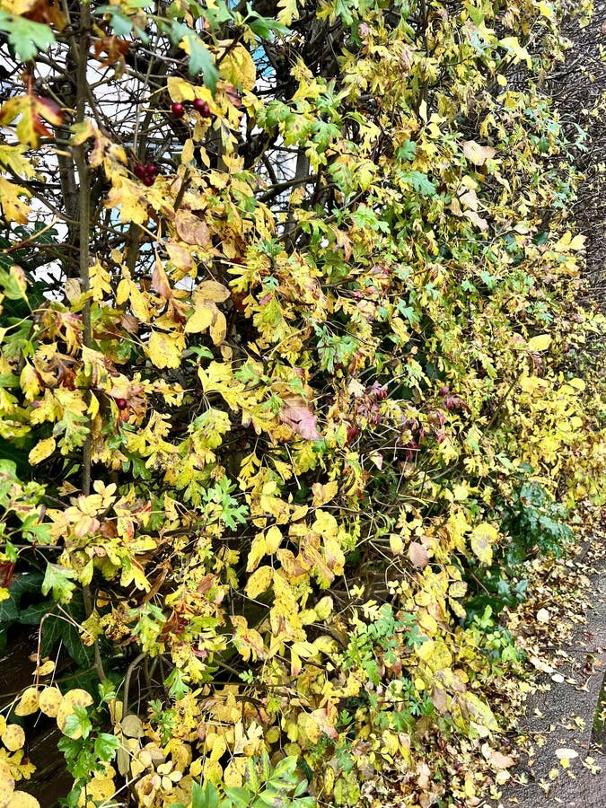 Autumn Leaves stock image. Image of season, hedge, hedges - 297887765