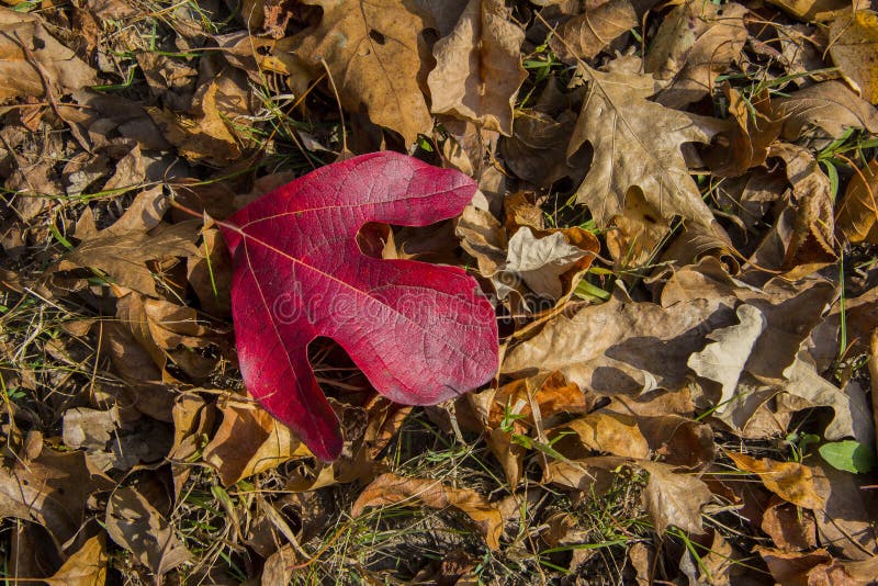 Autumn Leaves with Large Red Oak Leaf Stock Image - Image of autumn ...