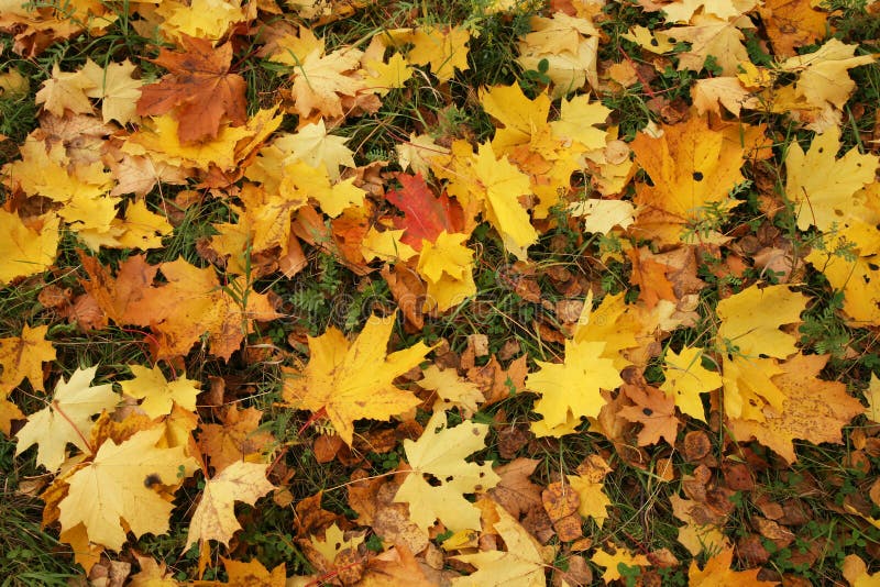 Autumn Grass Picture. Image: 1477782