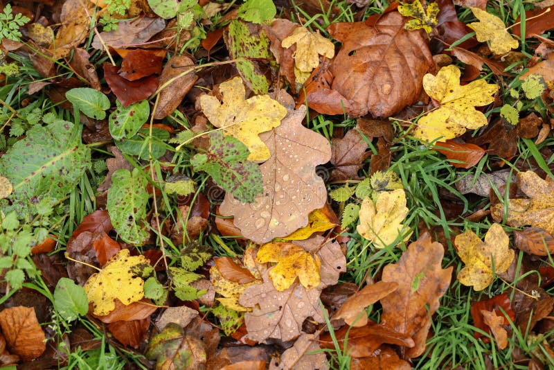 Autumn Leaves Lie on the Ground in the Forest Stock Image - Image of ...