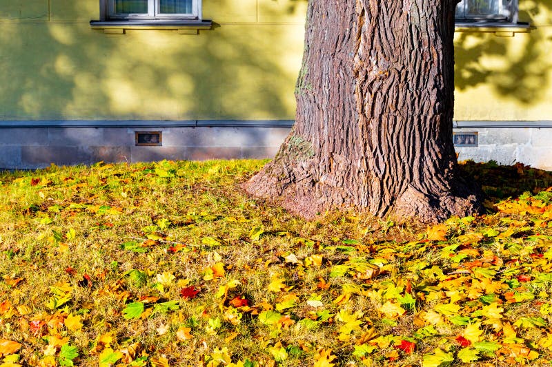 Autumn Leaves Lie Near a Tree in the Yard of the House Stock Photo ...