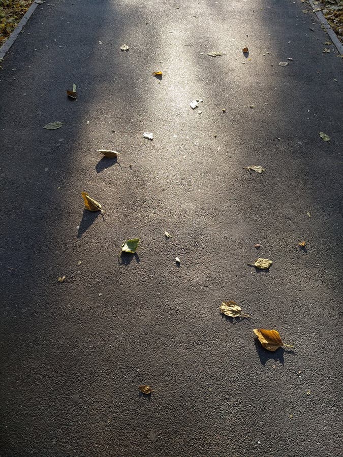 Autumn Leaves Lie on a Track Stock Image - Image of texture, wallpaper ...