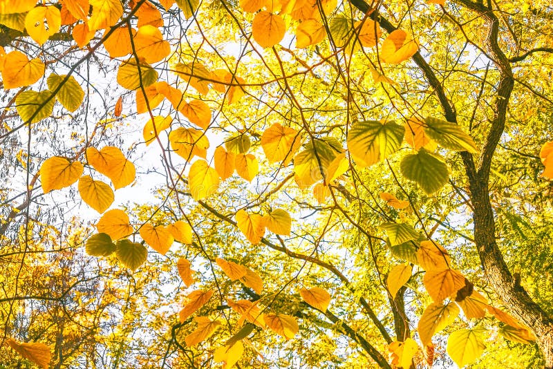 Autumn Leaves of Lime Tree, Photo Toned Stock Photo - Image of tree ...