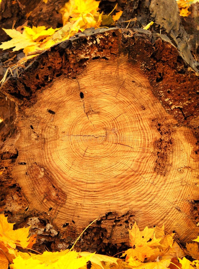 Autumn leaves and log stock image. Image of multi, autumn - 32529281