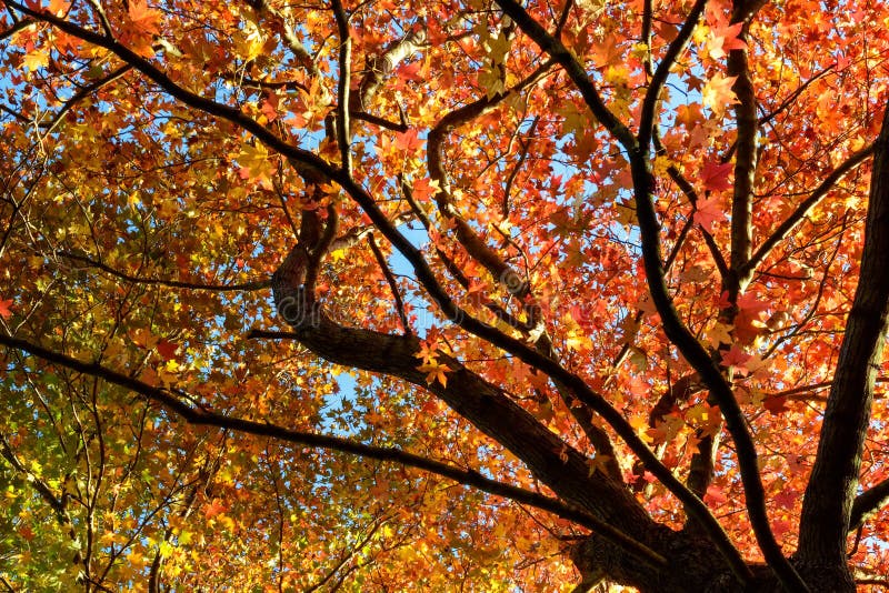 Autumn Leaves stock photo. Image of autumn, outdoors - 80741800