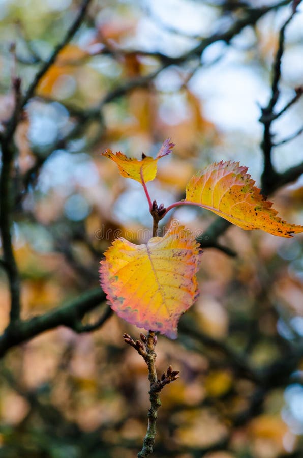 Autumn Leaves Macro stock photo. Image of element, design - 105665666