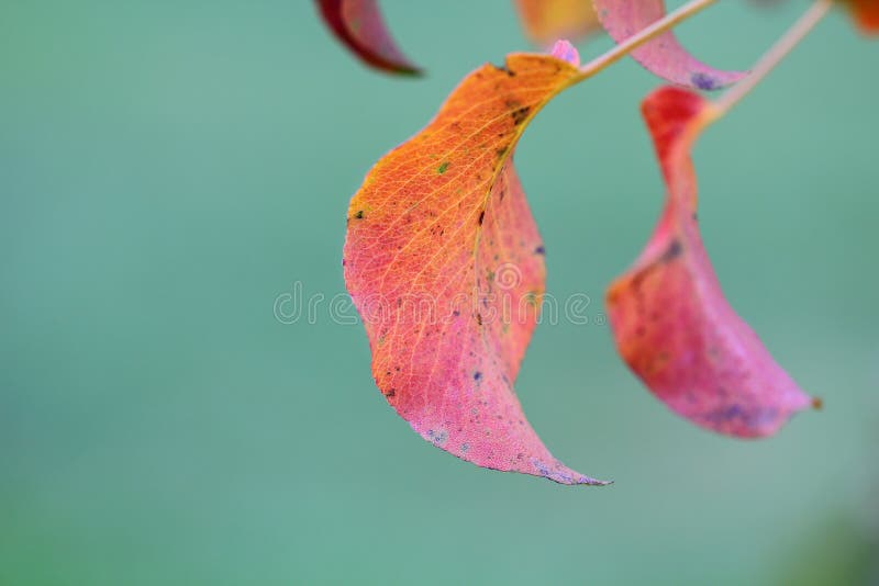 Macro of Autumn Leaves stock photo. Image of fall, beauty - 198281874