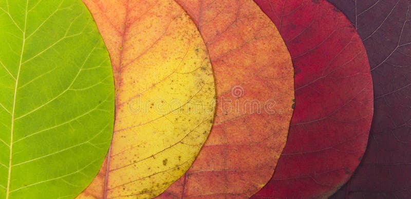 Autumn Leaves Macro Texture. Multi-colored Bright Leaves with a Color ...