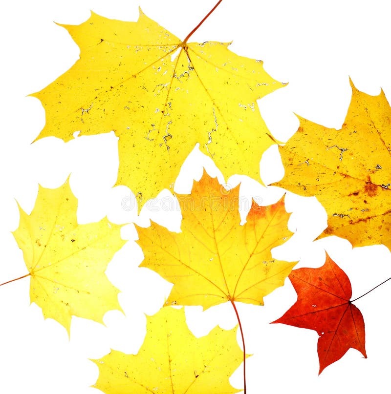 Autumn Leaves Maple Herbarium Isolated October Stock Photo - Image of ...