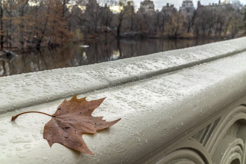 Autumn leaves maple leaf stock photo. Image of plant - 64382422