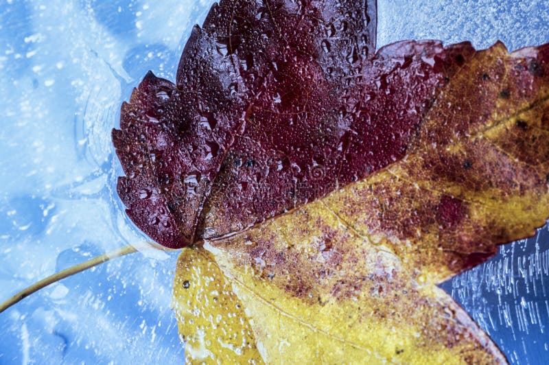 Autumn single pumpkin stock image. Image of leaves, food - 23426467