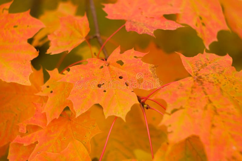 Autumn Leaves of Maple. Yellow and Orange Fall Leaf Stock Image - Image ...