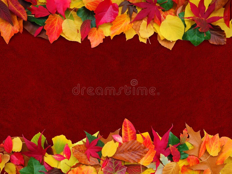 Autumn Leaves with Maroon Background Stock Image - Image of birch, fall ...