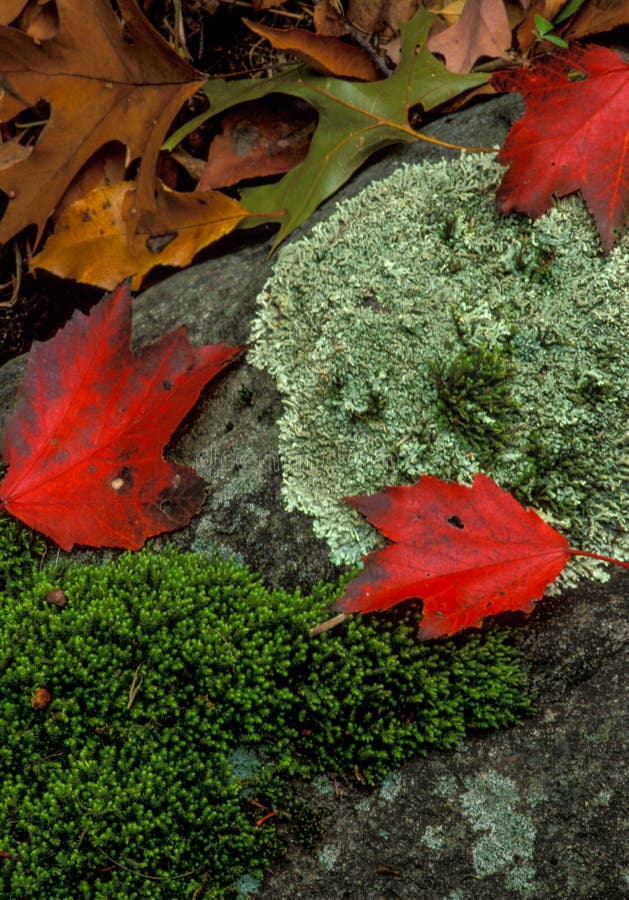 Autumn Leaves and Moss stock photo. Image of abscission - 165879458