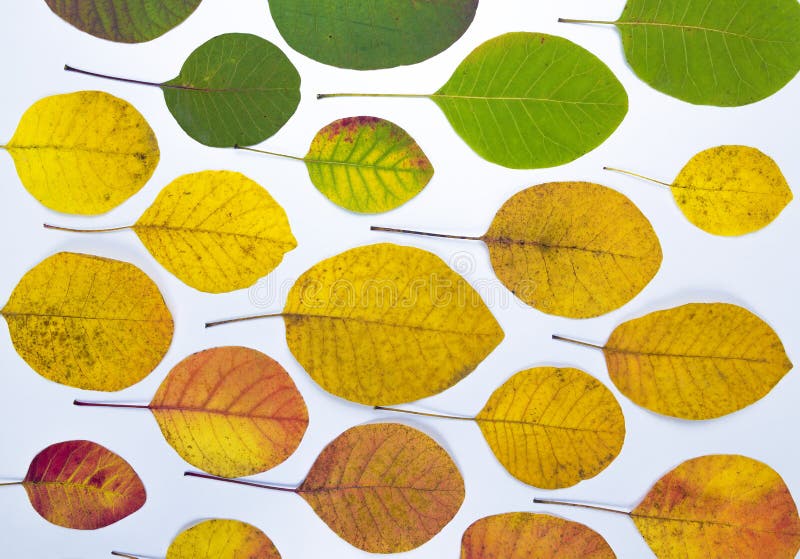 Autumn Leaves. Multicolored Bright Leaves Isolated on White Background ...