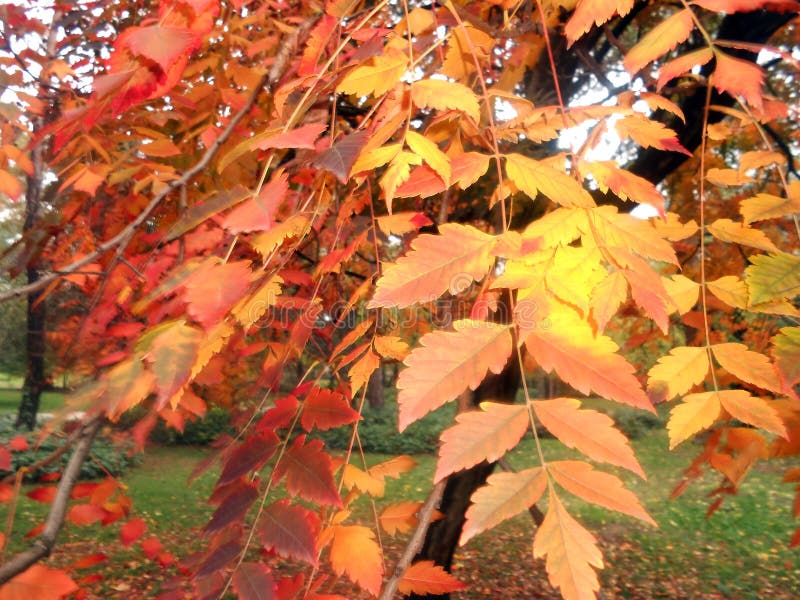 Autumn stock photo. Image of dark, light, clear, shine - 102514922