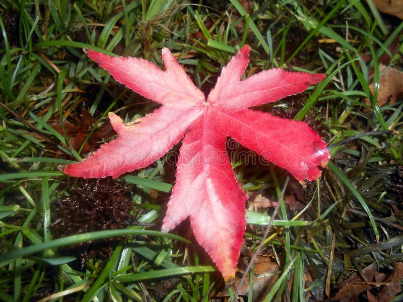 Autumn stock photo. Image of detail, fall, soft, vivid - 102515656