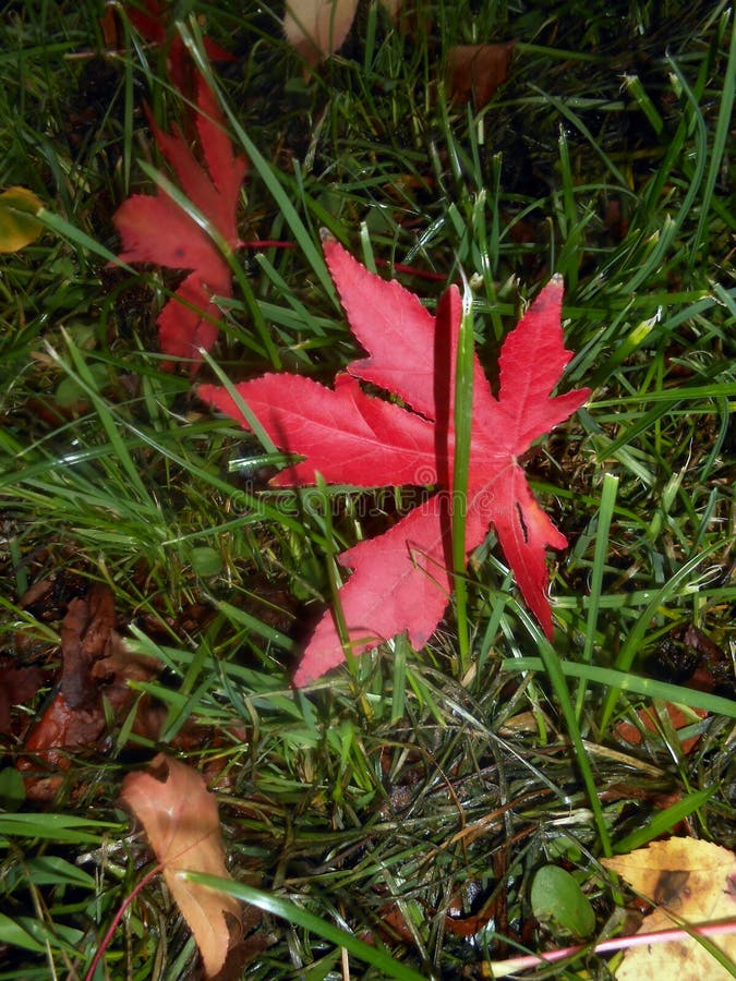 Autumn stock image. Image of neutral, soft, leaves, fall - 102515819