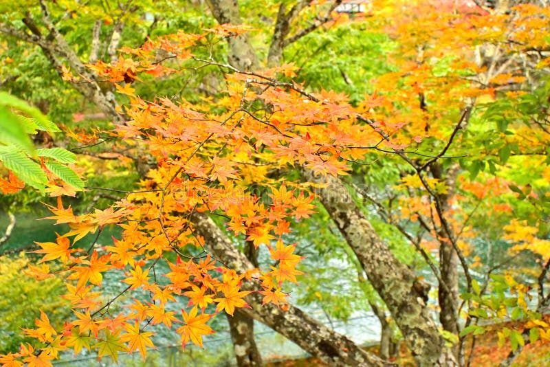 Autumn Leaves in Nikko, Japan Stock Photo - Image of japan, autumn ...