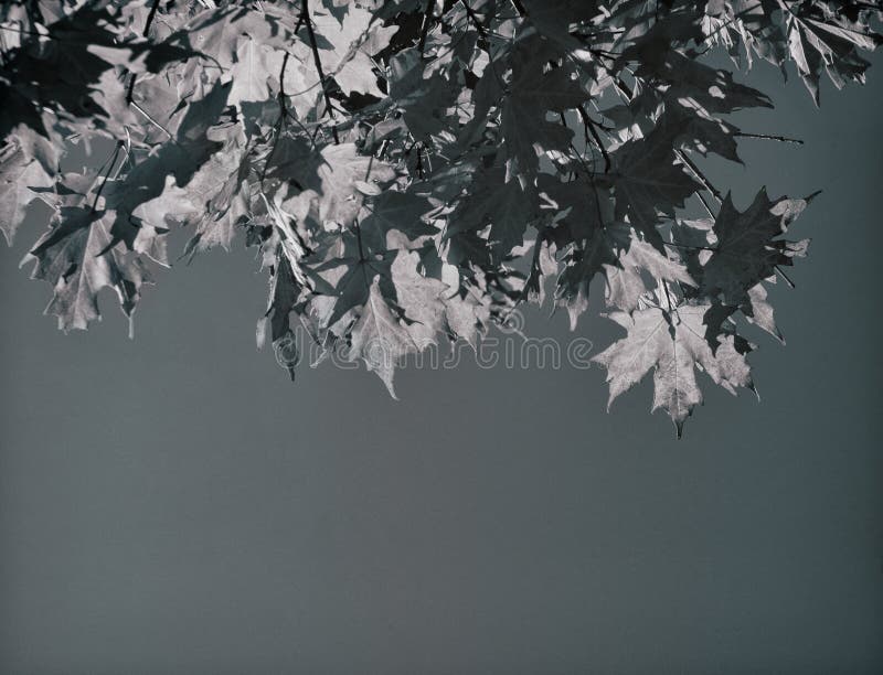 Autumn Leaves in Nostalgic Tones Stock Photo - Image of daytime ...