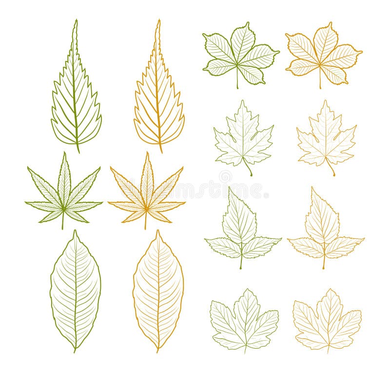 Autumn leaves object stock vector. Illustration of branch - 42165837