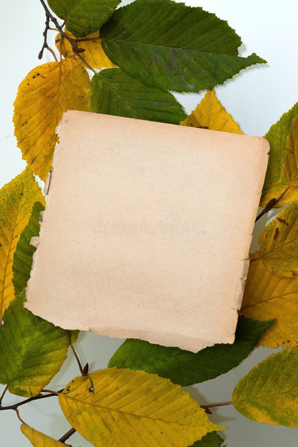 Autumn Leaves on the Old Paper Sheet Isolated on White Stock Image ...