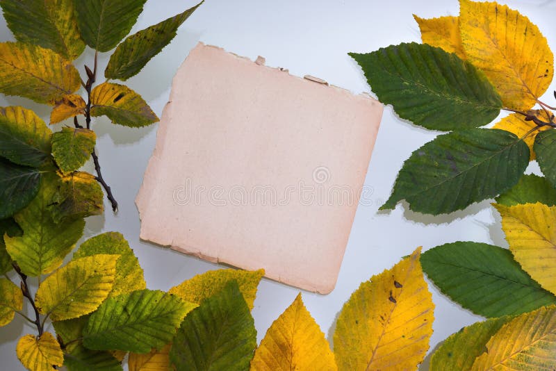 Autumn Leaves on the Old Paper Sheet Isolated on White Stock Image ...