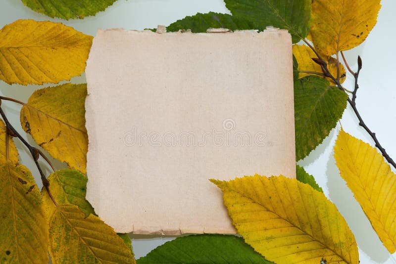 Autumn Leaves on the Old Paper Sheet Isolated on White Stock Photo ...