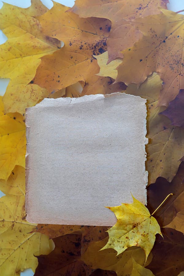 Autumn Leaves on the Old Paper Sheet Isolated on White Stock Photo ...