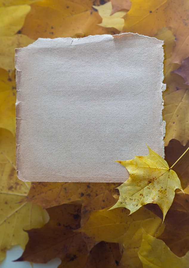 Autumn Leaves on the Old Paper Sheet Isolated on White Stock Image ...