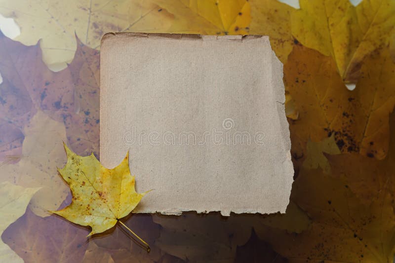 Autumn Leaves on the Old Paper Sheet Isolated on White Stock Photo ...