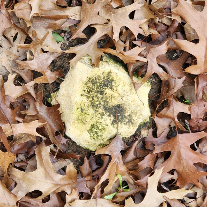 Autumn Leaves and Other Objects on the Ground Stock Image - Image of ...