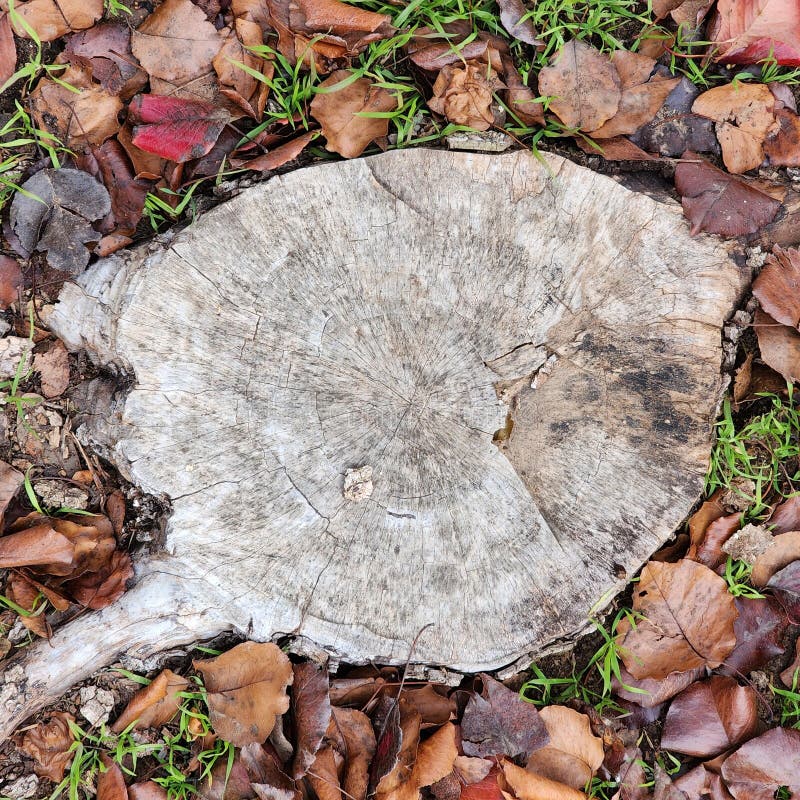 Autumn Leaves and Other Objects on the Ground Stock Photo - Image of ...