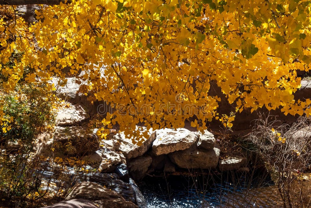 Autumn Leaves Over the Santa Fe River Stock Photo - Image of leaf ...
