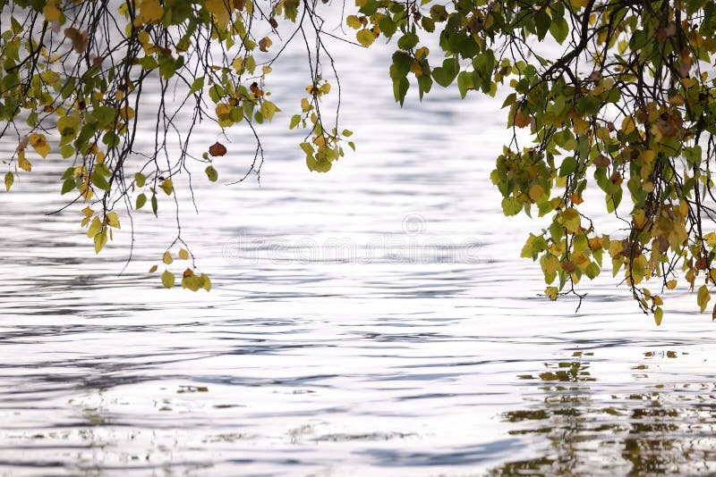 The Autumn Leaves Over Water Stock Photo - Image of birches, landscape ...