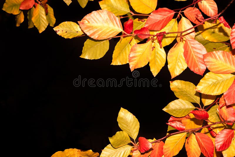 Autumn Leaves - Panoramic Background of Yellow Leaves Falling from Tree ...