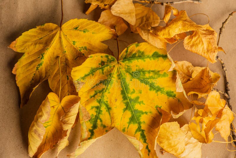 Autumn Leaves on the Paper Sheet. Autumn Leaf on Paper Background Stock ...