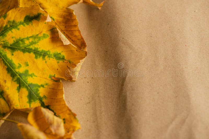 Autumn Leaves on the Paper Sheet. Autumn Leaf on Paper Background Stock ...