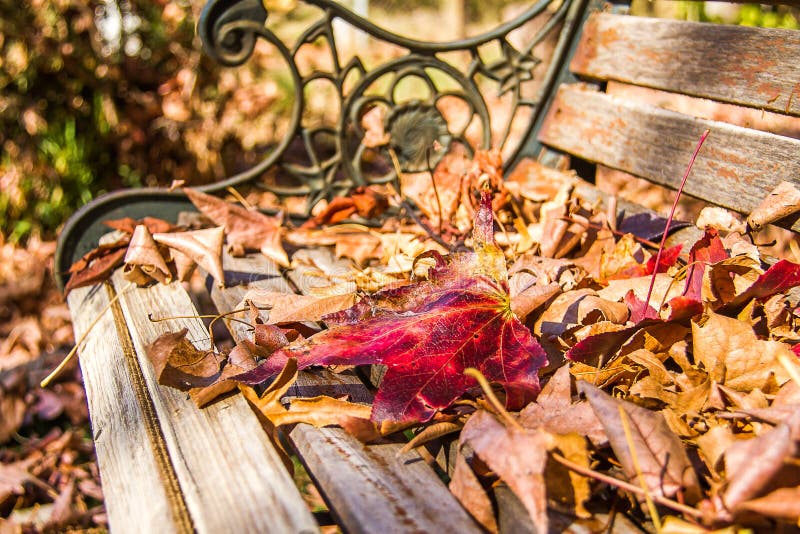 Autumn Leaves on a Park Bench Stock Image - Image of orange, park: 64891767