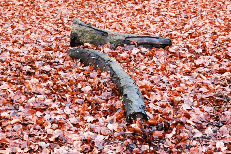 The Season of the Rusty Leaves Stock Image - Image of exploring ...