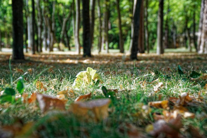 Autumn Leaves in Park, Shot from Ground Angle Stock Image - Image of ...