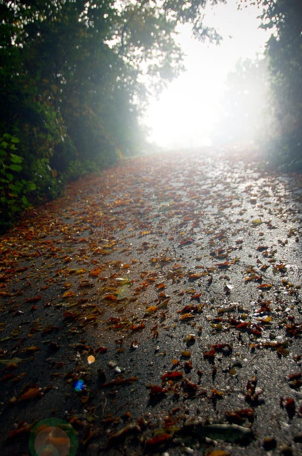 Autumn Leaves on the Path stock image. Image of path - 11066487