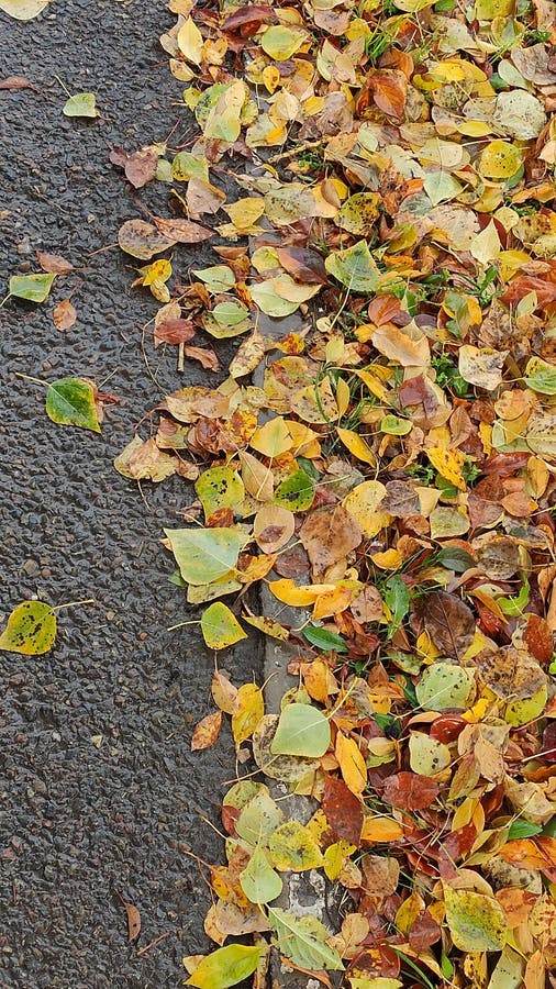 Autumn leaves on the path stock photo. Image of flower - 202289208