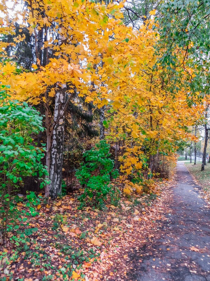 Autumn Leaves. a Path in the City Strewn with Fallen Multicolored ...