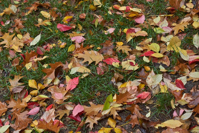Autumn Leaves on a Path in the Forest. Stock Photo - Image of branch ...