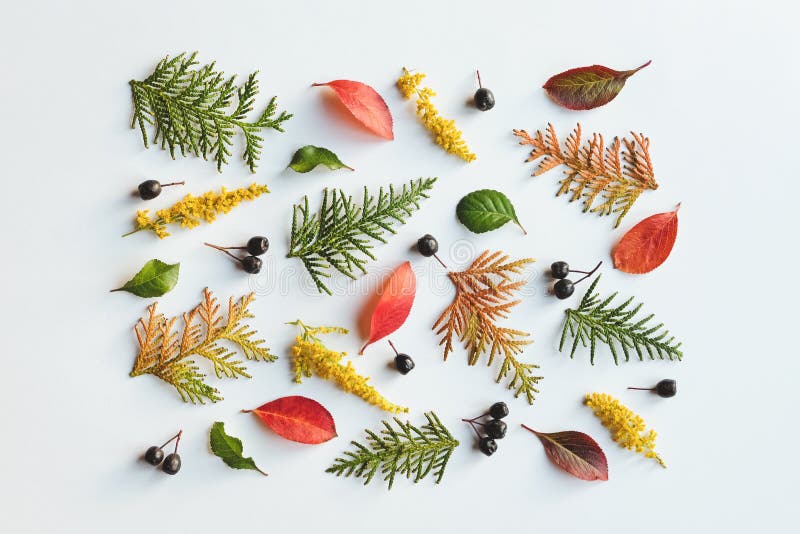 Autumn Leaves Pattern on White Background, Fall Holidays Design ...