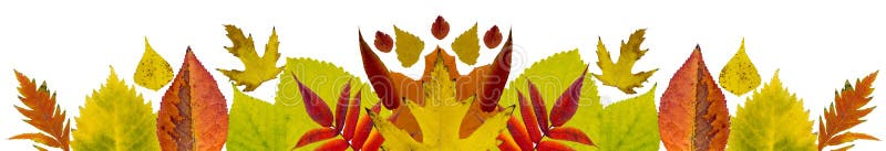 Autumn Leaves Patterns. on White Background. Header. Stock Image ...