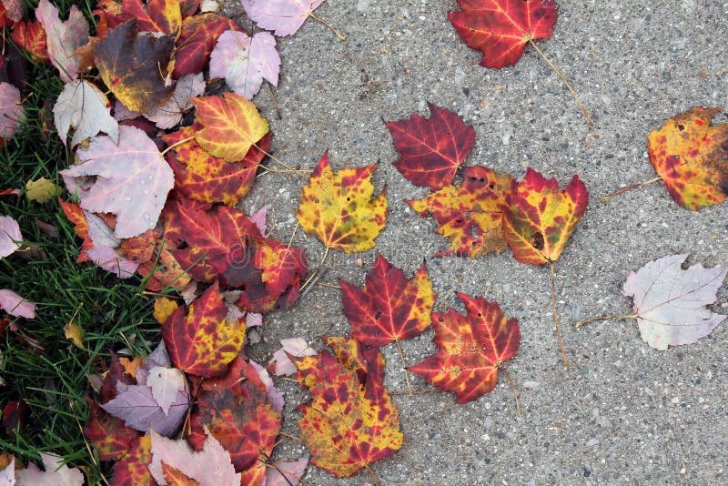 Autumn leaves on pavement stock image. Image of leaves - 51898183