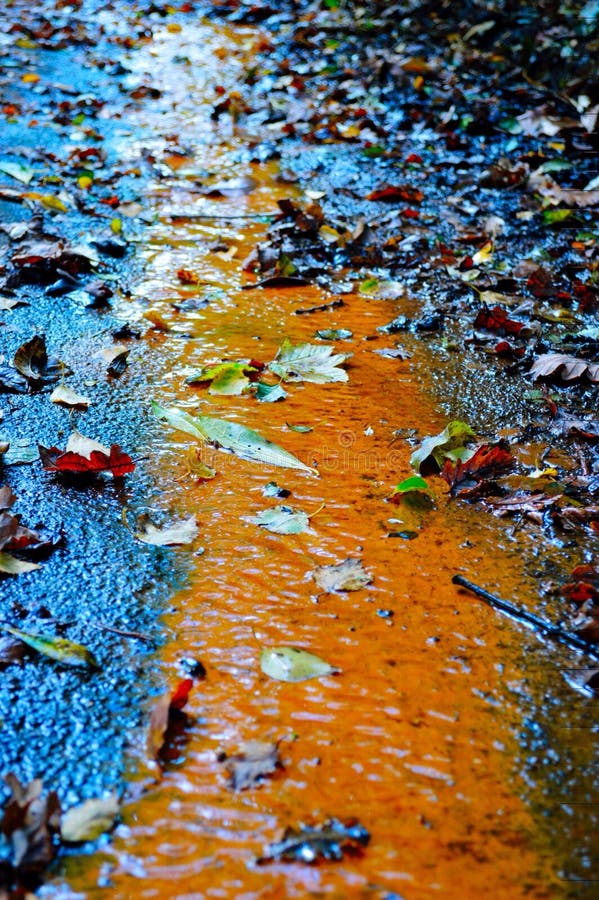 Autumn Leaves on the Pavement in Singleton Park with Rust Brown Stain ...
